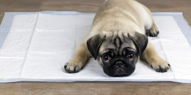 10 Best Dog Food For Urinary Incontinence [2025 Reviews]