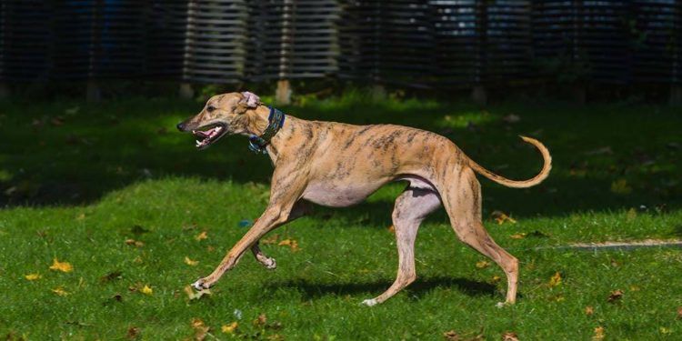 10 Best Dog Food Brands For Greyhounds [2025 Reviews]